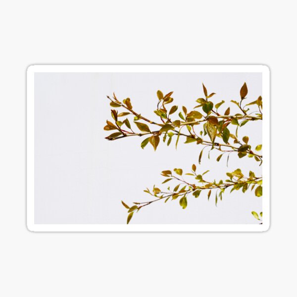 "Green leaves background with shadow on white colour wall." Sticker for ...
