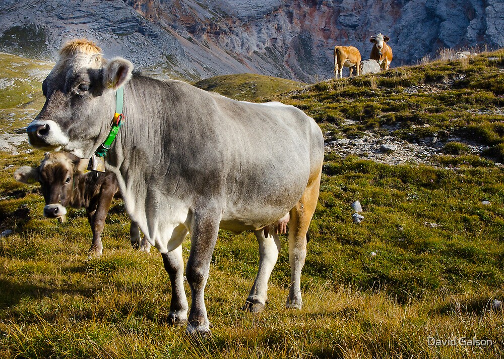 "Unusual grey carrot topped dairy cow - Dolomites" by David Galson ...