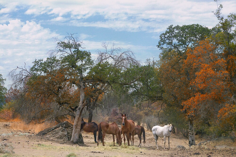 "Horses, Fall Colors" by Jeannette Katzir | Redbubble