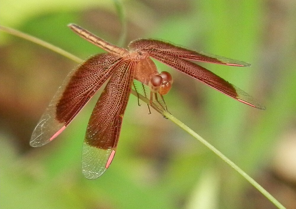 "Brown Dragonfly" by lynareid | Redbubble