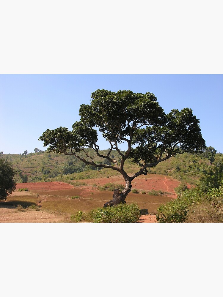 "Lone Tree Indian Countryside Landscape, Odisha, India" Poster for Sale ...