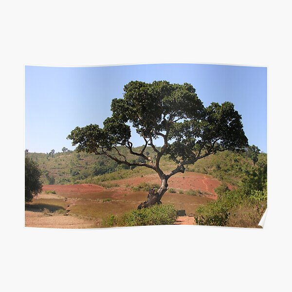 "Lone Tree Indian Countryside Landscape, Odisha, India" Poster for Sale ...