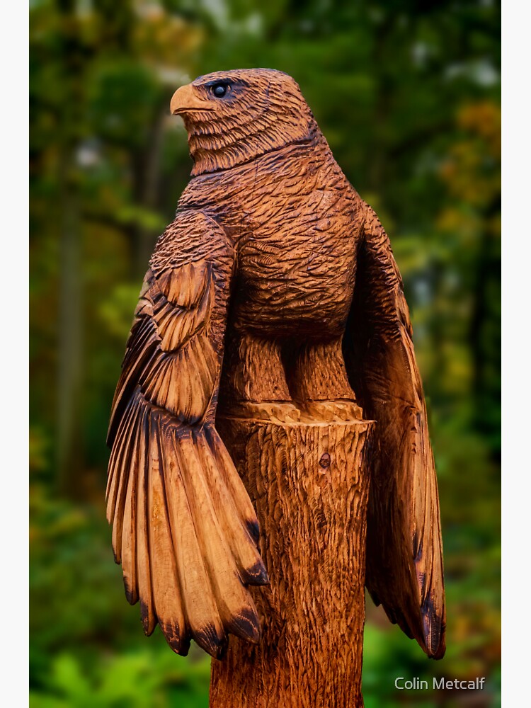 "Harris Hawk Carving" Sticker for Sale by tyke29 | Redbubble