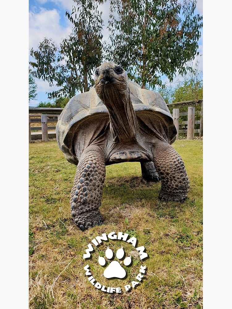 "Ted the Ticklish Tortoise" Art Print by WinghamWildlife | Redbubble