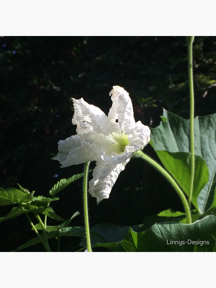 "White squash flower" Sticker for Sale by Linnys-Designs | Redbubble