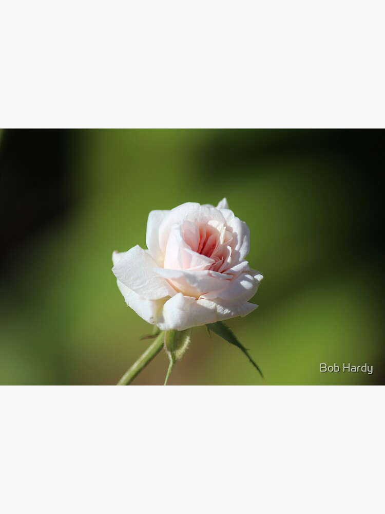 Pink Fragrance Premium Matte Vertical Poster sold by DaviBuck | SKU ...