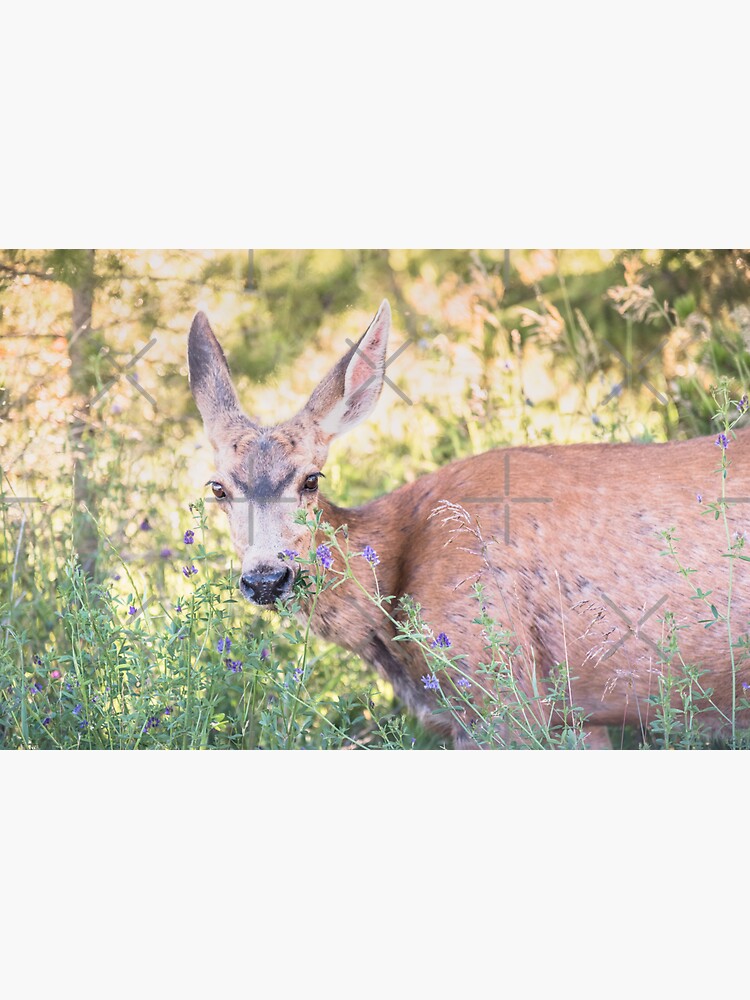 "Cute Doe Standing in Sunlit Forest with Purple Flowers" Sticker by Amy ...