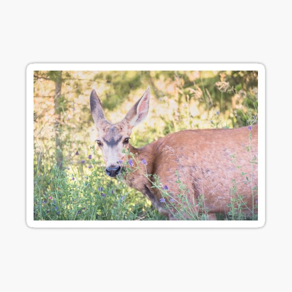 "Cute Doe Standing in Sunlit Forest with Purple Flowers" Sticker by Amy ...