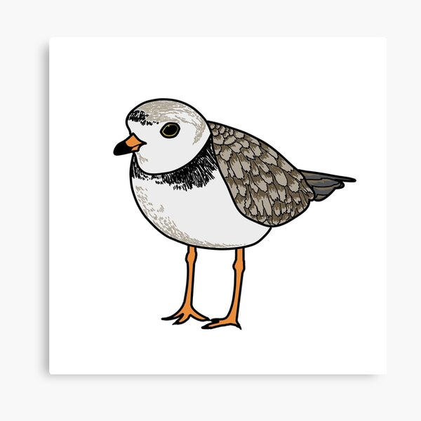 Piping Plover Wall Art | Redbubble