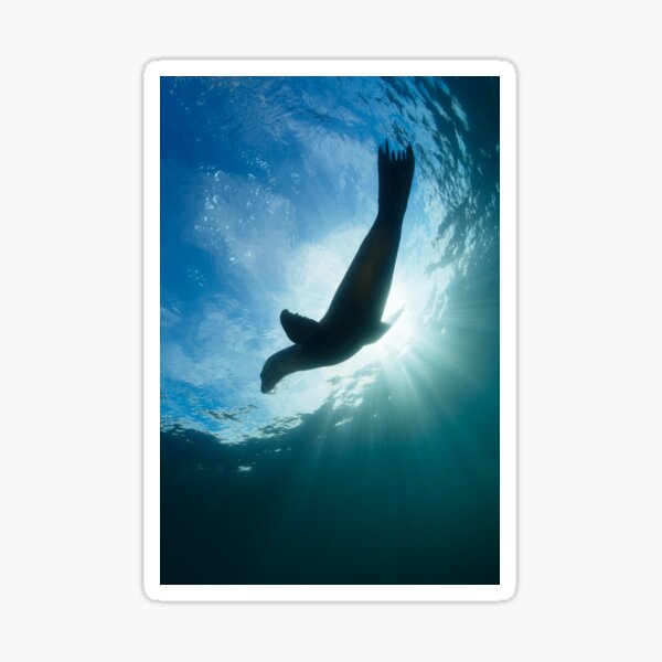 "Flight" Sticker by DiveWonders | Redbubble