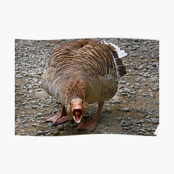 Angry Goose Posters | Redbubble