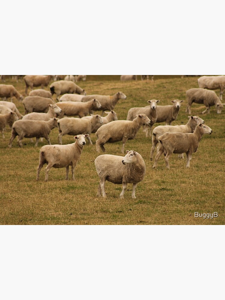 "Sheep pack" Poster by BuggyB | Redbubble