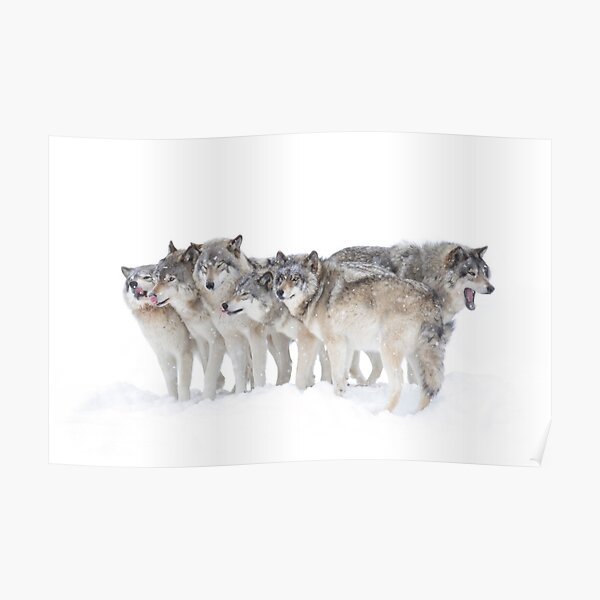 "The Wolf Pack - Timber wolves" Poster for Sale by darby8 | Redbubble