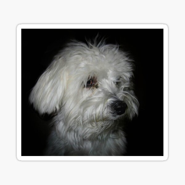 "Coco " Sticker by venny | Redbubble