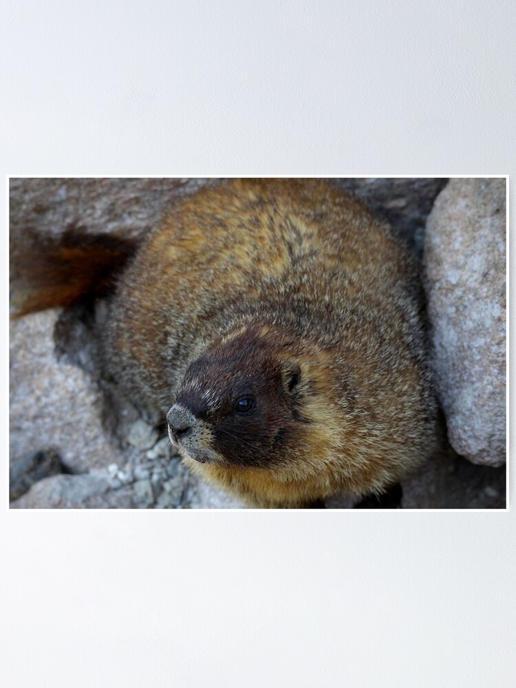 "Marmot" Poster by Spydudesam | Redbubble