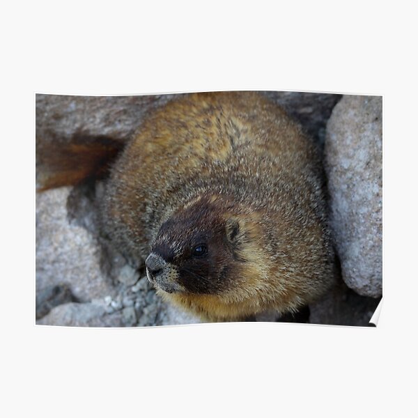 "Marmot" Poster by Spydudesam | Redbubble