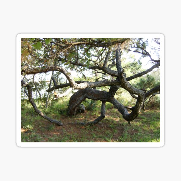 "Twisted Gnarly Tree" Sticker by EnticingRose | Redbubble