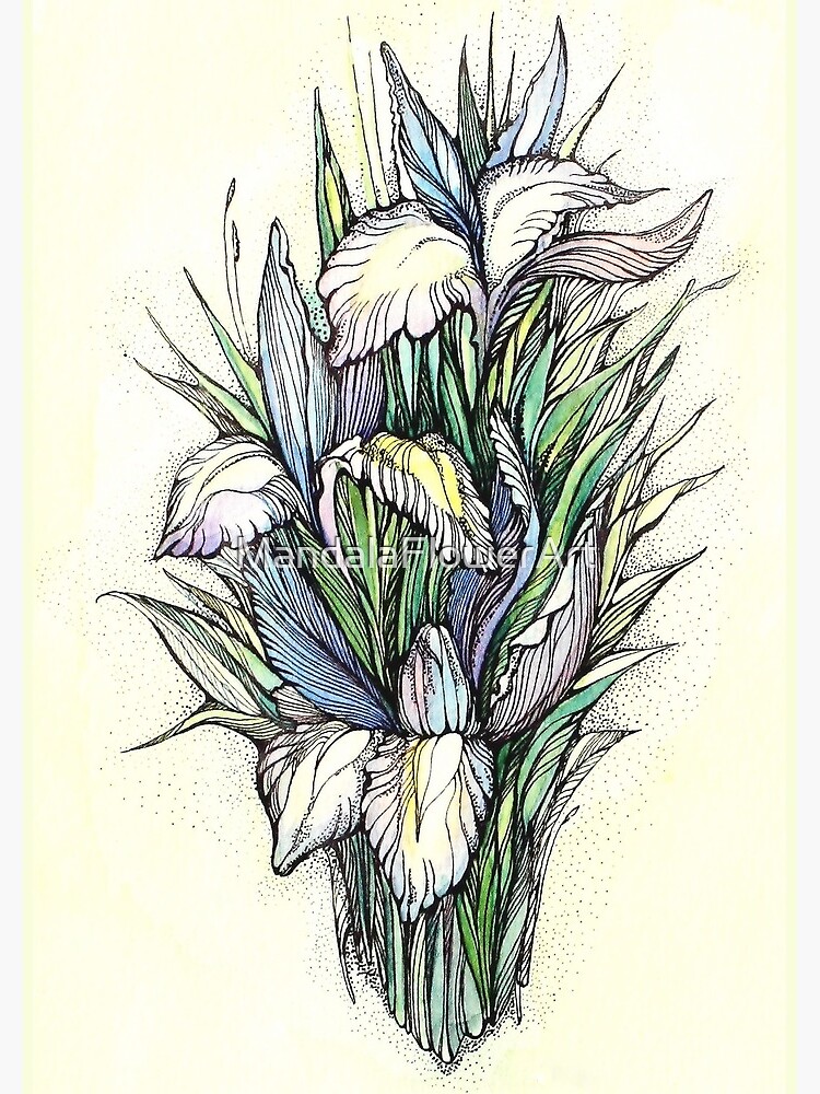 "Beautiful iris - Hand draw ink and pen, Watercolor, on textured paper ...