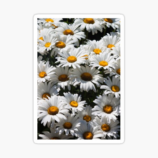 "Daisies" Sticker for Sale by Jacquelie | Redbubble