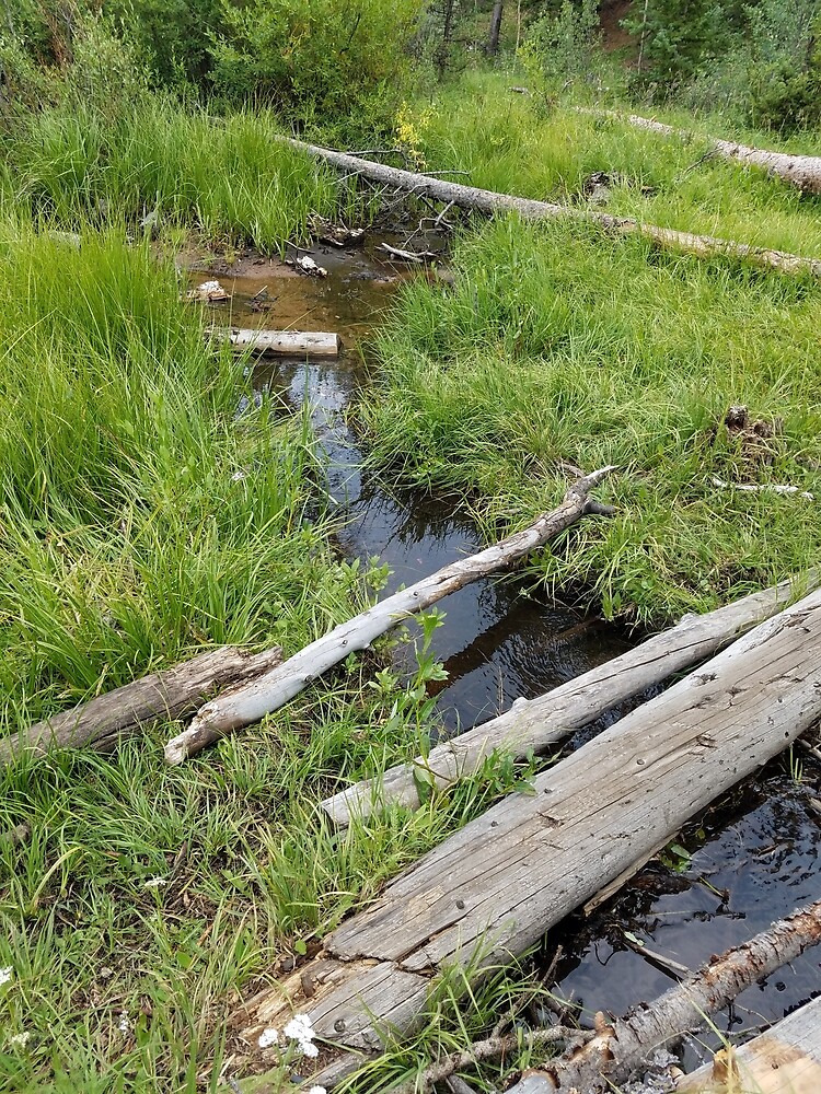 "Log Bridge in the Forest with Stream" Photographic Print for Sale by ...