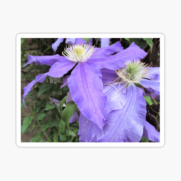 "Stunning Blue Clematis" Sticker for Sale by GoNatureDesigns | Redbubble