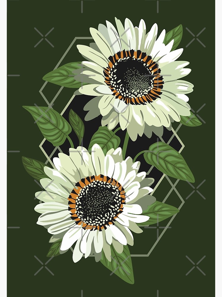 "Venidium Zulu Warrior Flowers (White Monarch of The Veldt ...