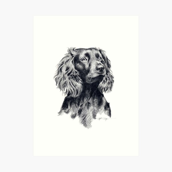 Boykin Spaniel Gifts & Merchandise | Redbubble