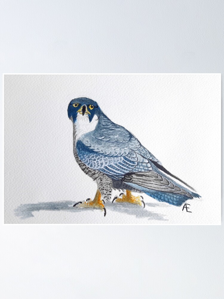 "Peregrine falcon" Poster for Sale by wildmirrorart | Redbubble