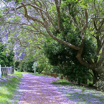"jacaranda walk ..mt.tamborine " Poster for Sale by gail perandis ...
