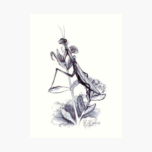 "praying mantis hand illustrated schoolbook print" Art Print for Sale ...