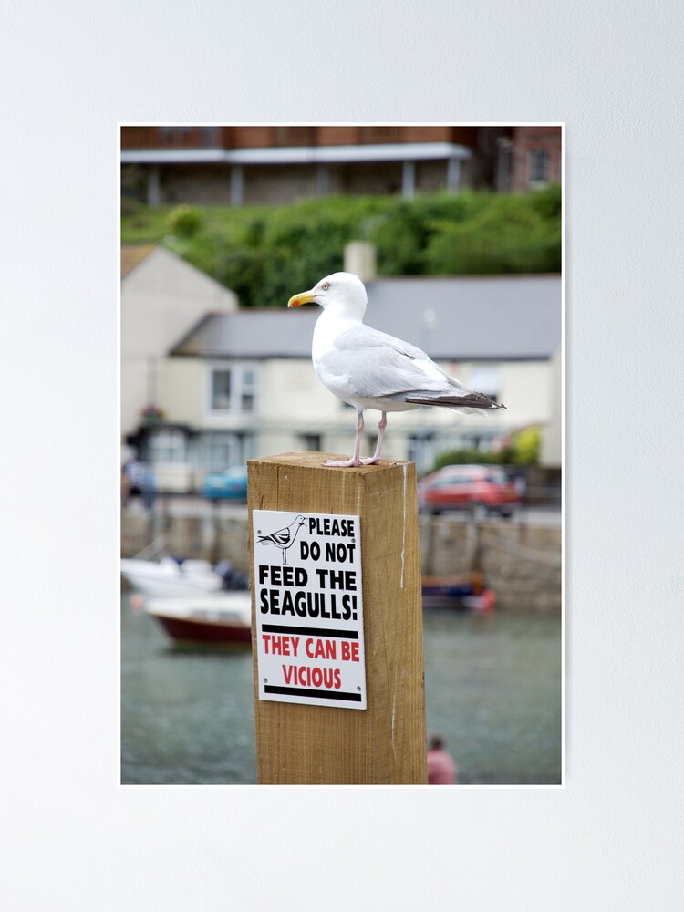 "A seagull stands defiantly on a Do Not Feed the Seagulls notice, Looe ...