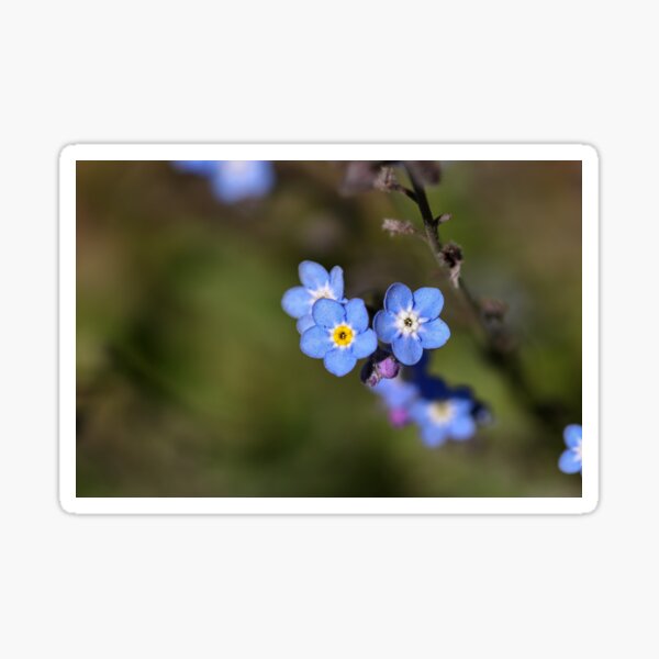 "Forget me not" Sticker for Sale by GreyFeatherPhot | Redbubble