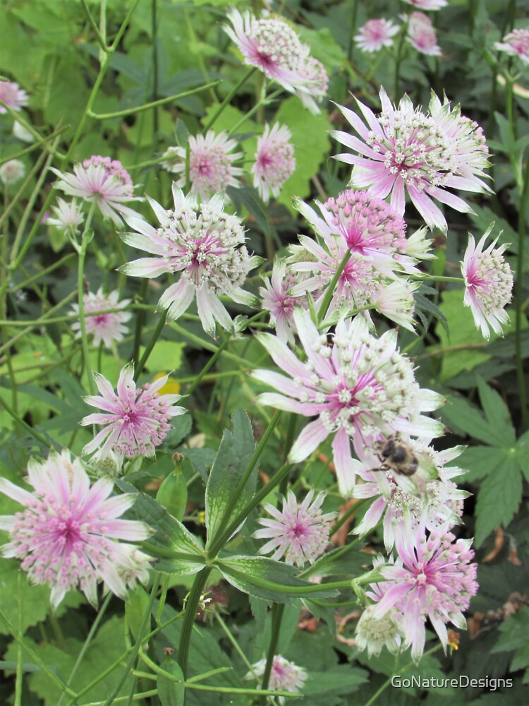 "Pink and White Astrantia Flowers" Sticker for Sale by GoNatureDesigns ...