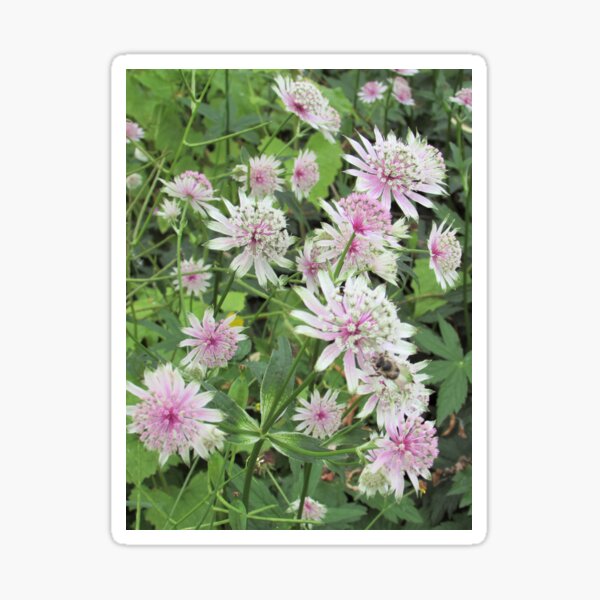 "Pink and White Astrantia Flowers" Sticker for Sale by GoNatureDesigns ...