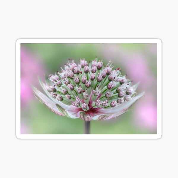 "Single Astrantia Bloom." Sticker for Sale by JohnRay27 | Redbubble