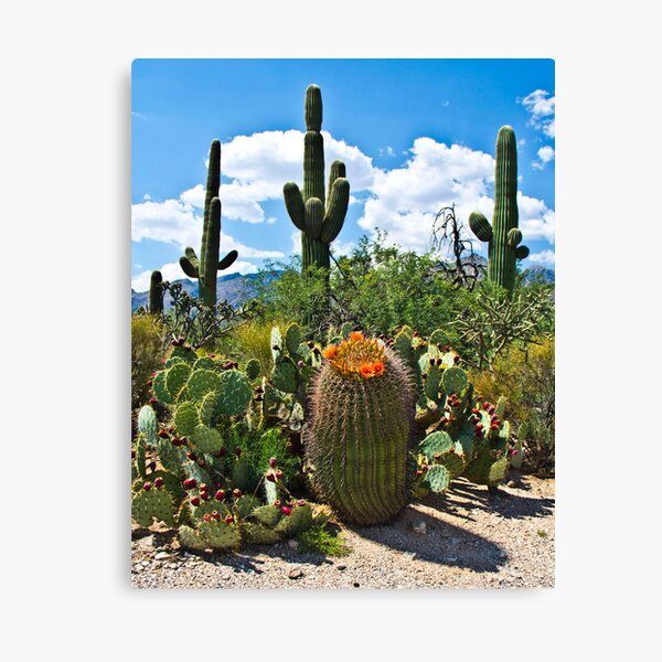 Sabino Canyon Gifts & Merchandise | Redbubble