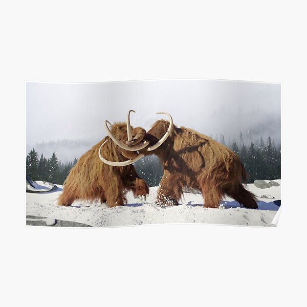 "woolly mammoth bulls fighting, prehistoric ice age mammals in snow ...