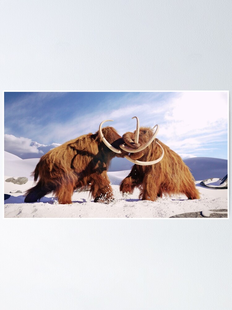 "woolly mammoth bulls fighting, prehistoric ice age mammals in snow ...