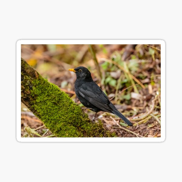 "Male Blackbird" Sticker for Sale by Dalyn | Redbubble