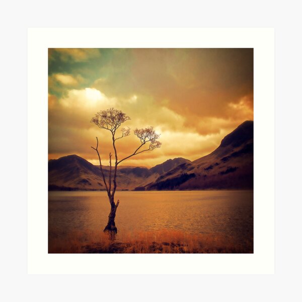 "Famous Tree of Lake Buttermere" Art Print for Sale by Citizen | Redbubble