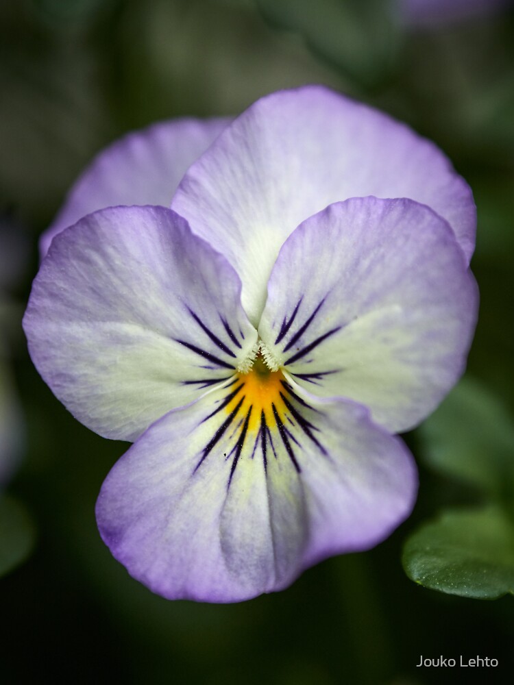 "Violet so Violet close-up" Sticker by JoukoKLehto | Redbubble
