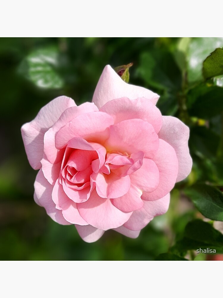 "Pink rose perfection" Canvas Print for Sale by shalisa | Redbubble