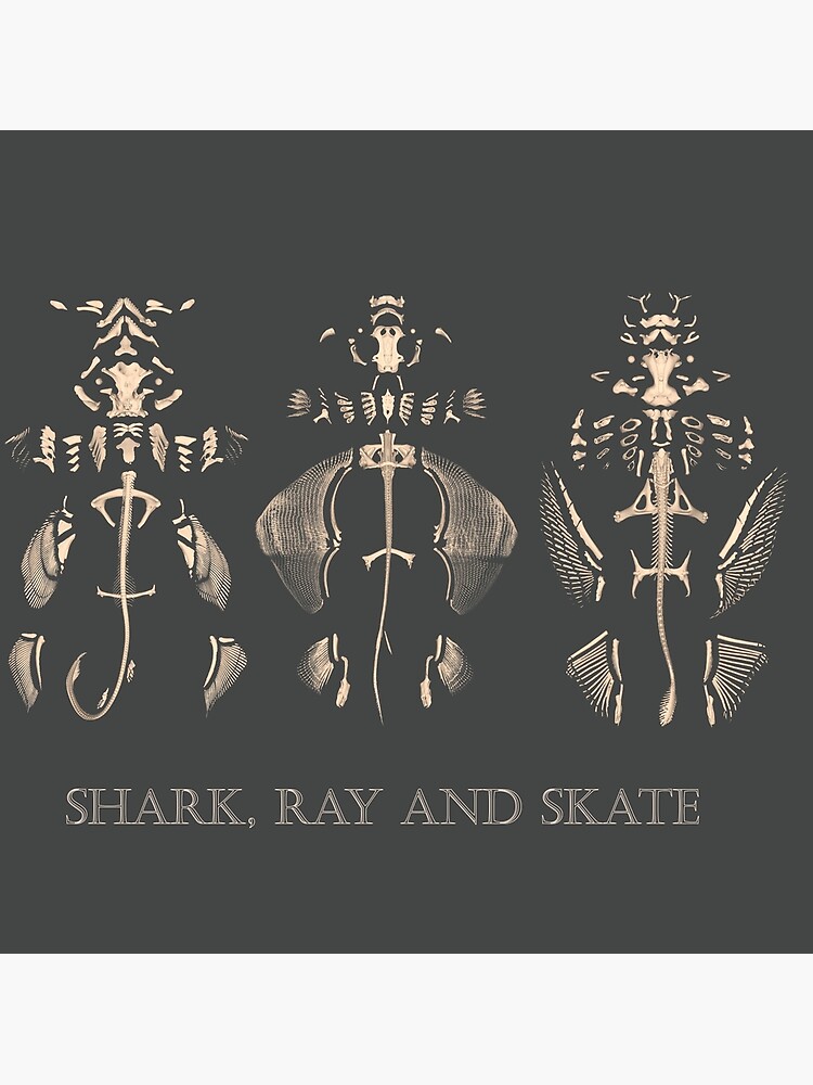 "Shark, Skate and Ray Skeleton" Poster by mangibaud | Redbubble
