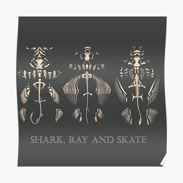 "Shark, Skate and Ray Skeleton" Poster by mangibaud | Redbubble
