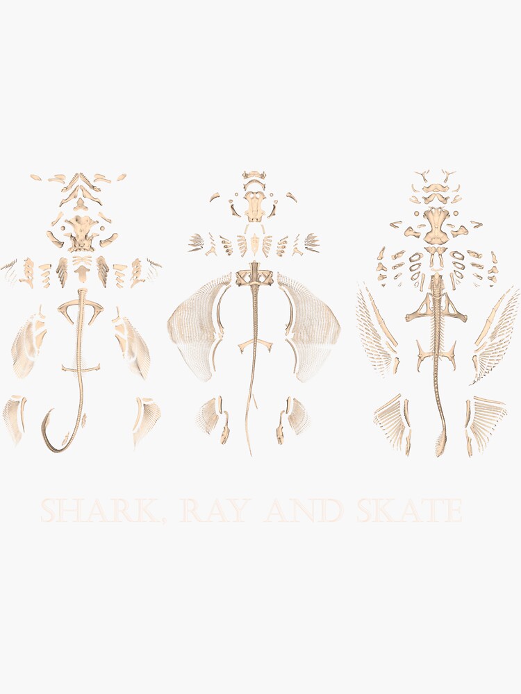 "Shark, Skate and Ray Skeleton" Sticker for Sale by mangibaud | Redbubble