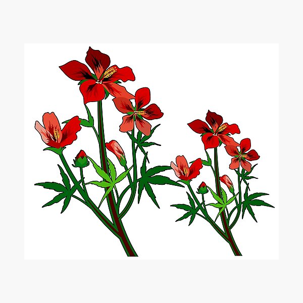 "Cherry Blossoms After Winter Red Cayenne Flowers." Photographic Print ...