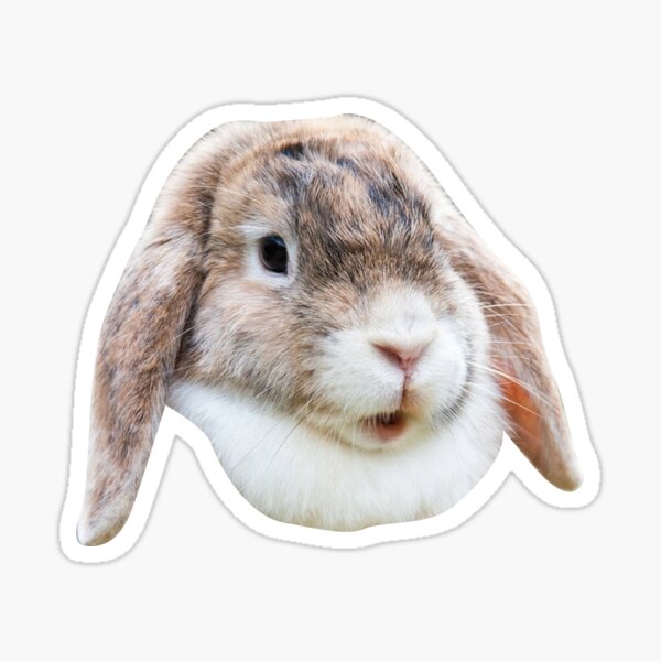 "Cute Lop Eared Rabbit" Sticker by Stickersaurus1 | Redbubble