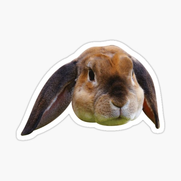 "Orange Rex Rabbit" Sticker for Sale by Stickersaurus1 | Redbubble