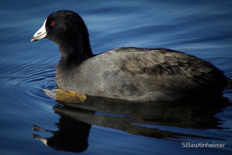 "Handsome Old Coot" by SBawtinheimer | Redbubble