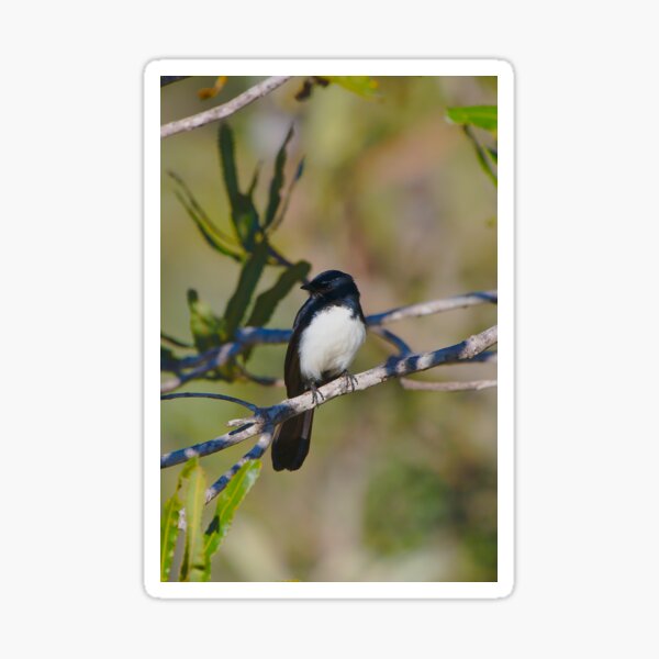 "Birds A willie wagtail bird - portrait" Sticker for Sale by ...